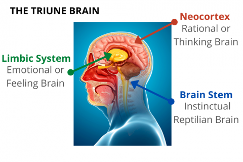 Attachment and the Developing Brain - Evergreen Psychotherapy Center